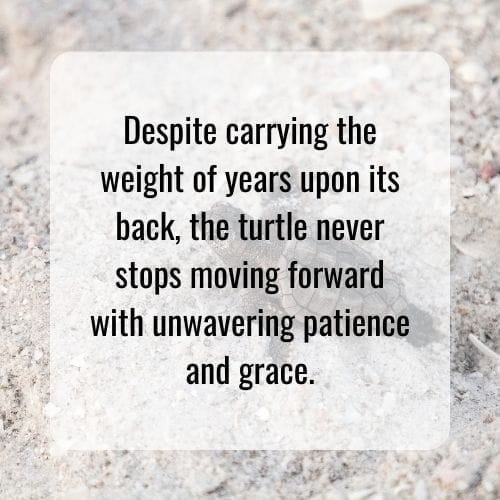 150 Turtle Quotes: Motivational, Inspirational, Cute, Funny, Love, Sea ...
