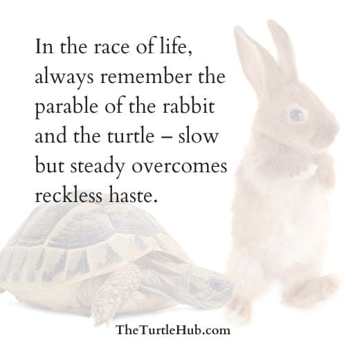 150 Turtle Quotes: Motivational, Inspirational, Cute, Funny, Love, Sea ...