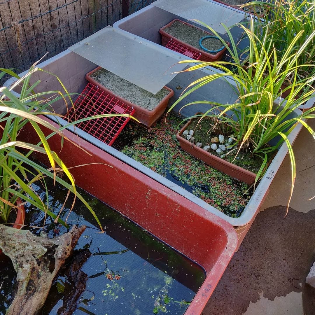 21 DIY Turtle Tank Ideas For Happy Turtles [Budget-Friendly] – The ...