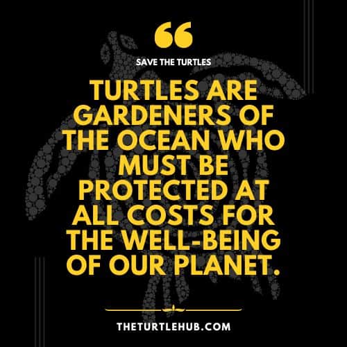150 Turtle Quotes: Motivational, Inspirational, Cute, Funny, Love, Sea ...