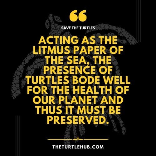 150 Turtle Quotes: Motivational, Inspirational, Cute, Funny, Love, Sea ...