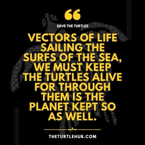 150 Turtle Quotes: Motivational, Inspirational, Cute, Funny, Love, Sea ...