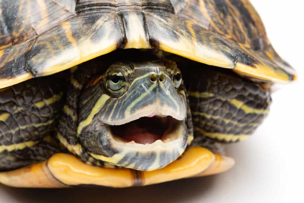 5 Signs Your Turtle Is Happy: Understanding Turtle Emotions – The ...