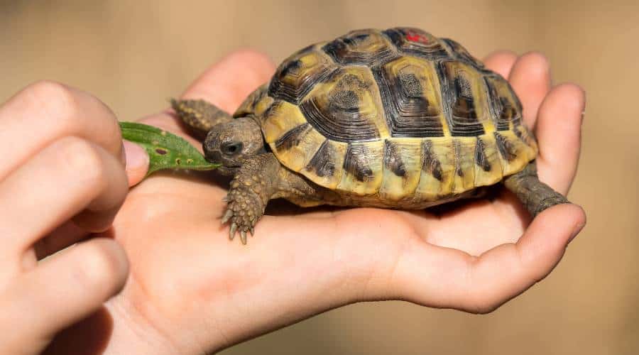 Why My Tortoise Refuses To Eat? [12 Reasons & Solutions] – The Turtle Hub
