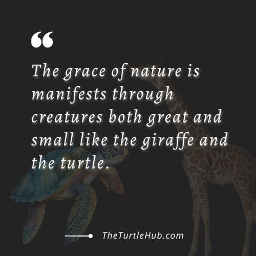 150 Turtle Quotes: Motivational, Inspirational, Cute, Funny, Love, Sea ...