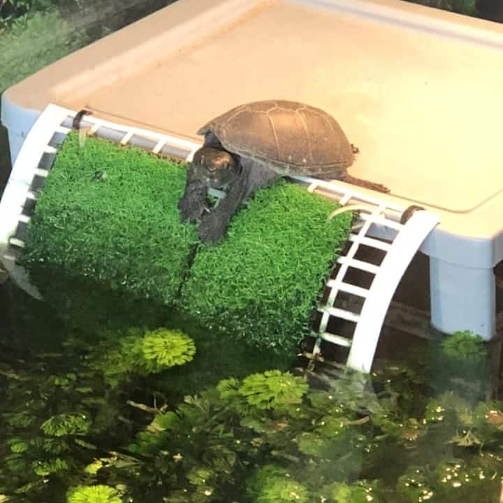 10 Essential Tips for Creating the Perfect Turtle Habitat at Home – The ...