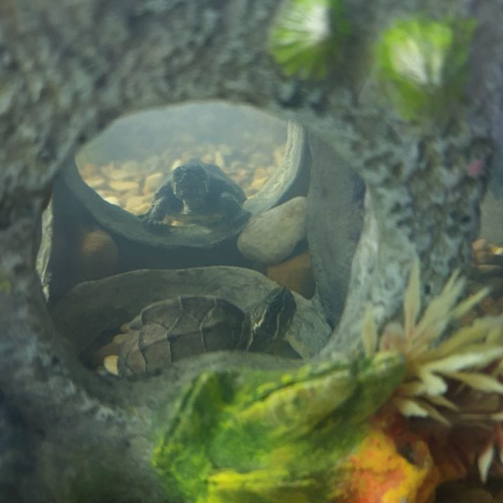 What Is Turtle Floating Syndrome? [Turtle Buoyancy Problems] – The ...