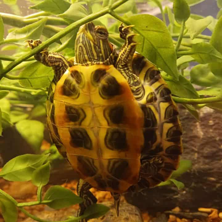 How To Keep Turtle Tank From Smelling? [9 Causes & Solutions] – The ...