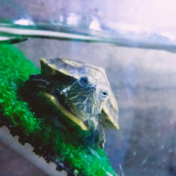 Turtle Floating On Side or Upside Down? [Turtle Floating Syndrome ...