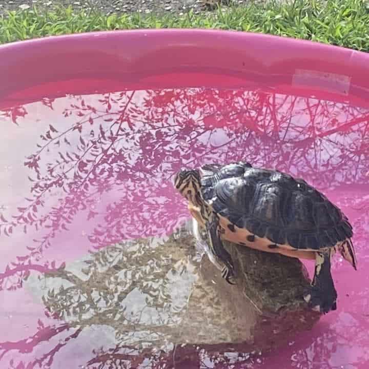 How to Treat Respiratory Infection in Turtles at Home? – The Turtle Hub