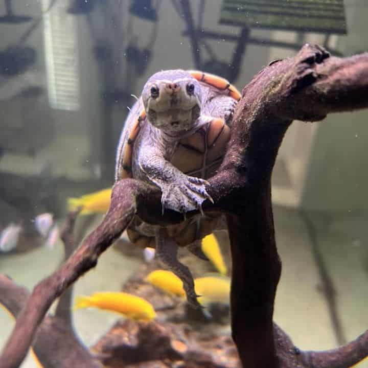 Turtle Floating On Side or Upside Down? [Turtle Floating Syndrome ...