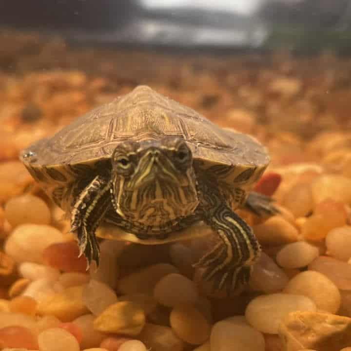 Turtle Floating On Side or Upside Down? [Turtle Floating Syndrome ...