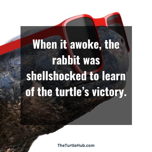 150 Turtle Quotes: Motivational, Inspirational, Cute, Funny, Love, Sea ...