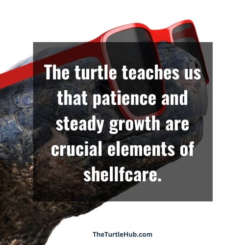 150 Turtle Quotes: Motivational, Inspirational, Cute, Funny, Love, Sea ...