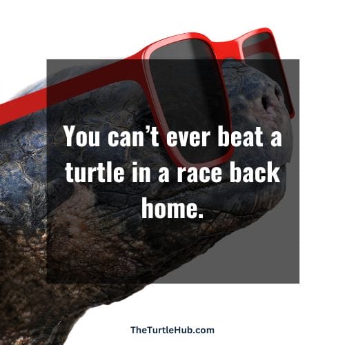 150 Turtle Quotes: Motivational, Inspirational, Cute, Funny, Love, Sea ...