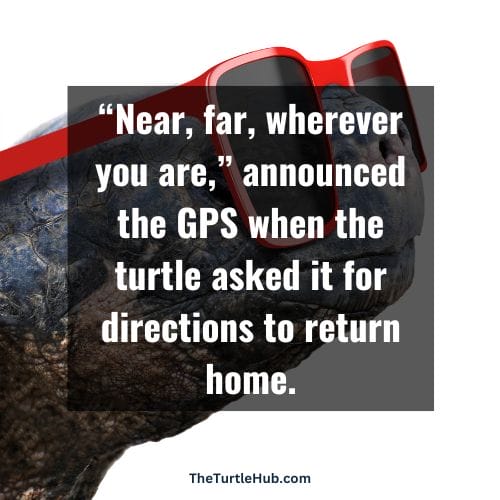 150 Turtle Quotes: Motivational, Inspirational, Cute, Funny, Love, Sea ...