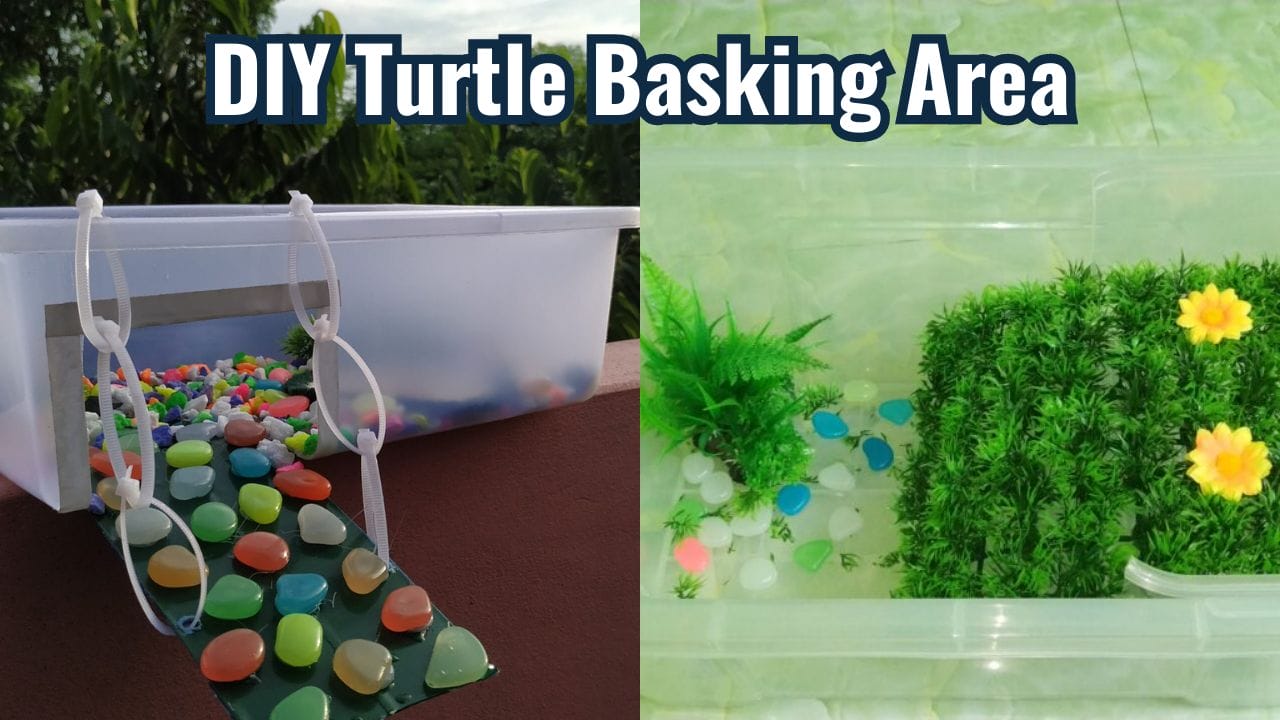 DIY Turtle Basking Area : 4 Methods (Steps With Pictures) – The Turtle Hub