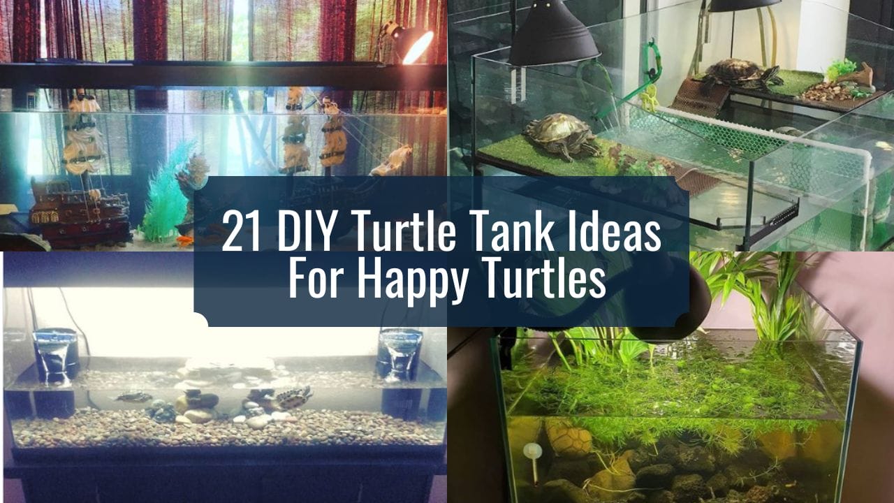 21 DIY Turtle Tank Ideas For Happy Turtles [Budget-Friendly] – The ...