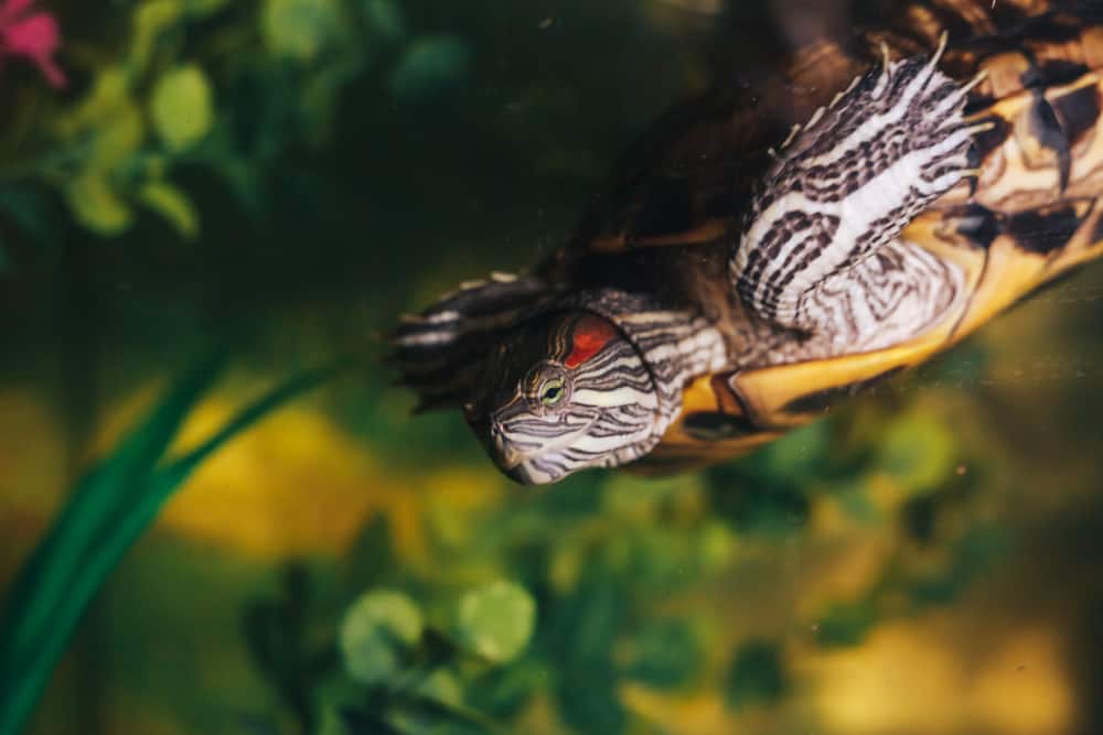 Size & Growth Potential of Red Eared Sliders [Size Matters] – The ...