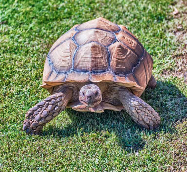 Sulcata Tortoise Growth Rate: How Fast They Grow? – The Turtle Hub