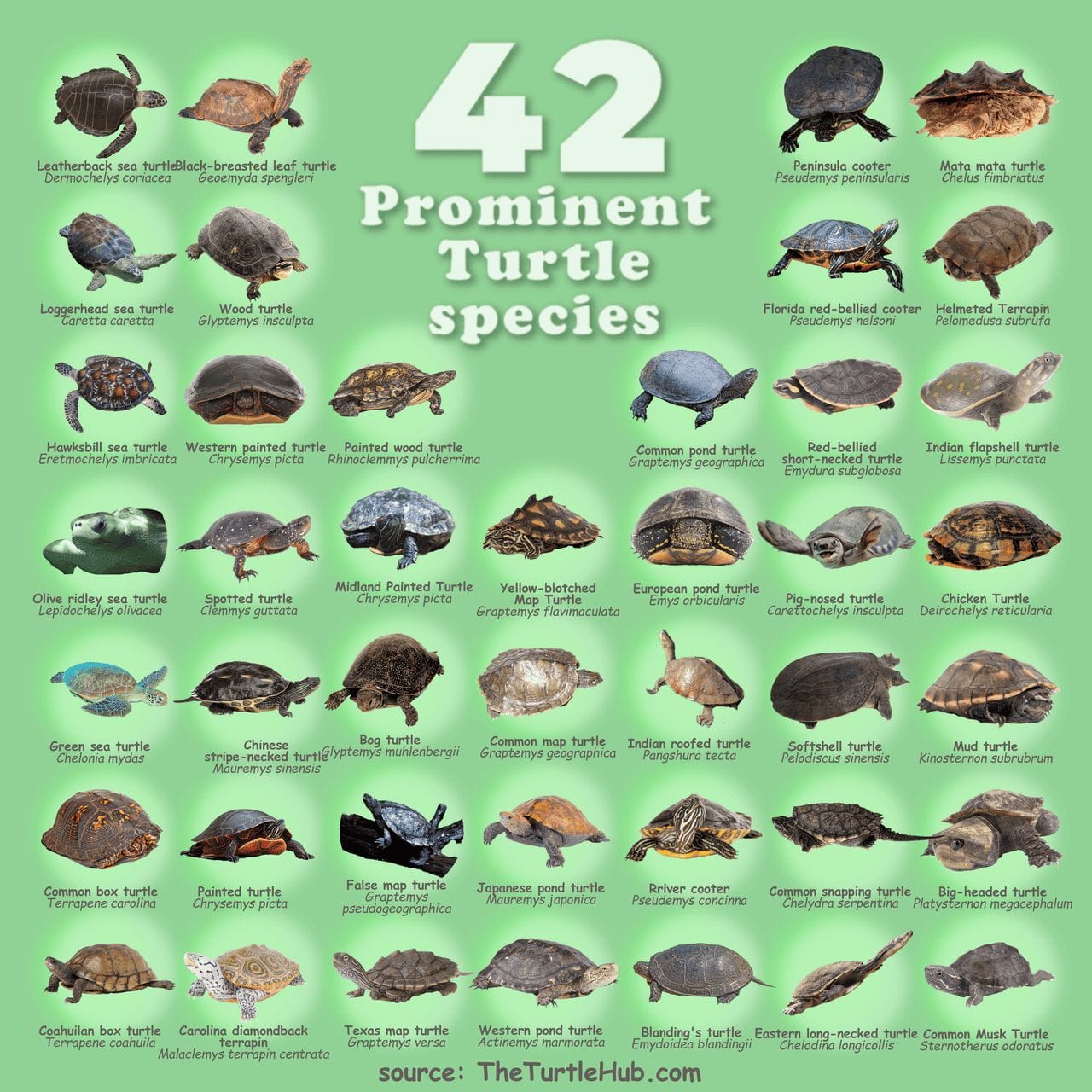 6 Types Of Pet Mud Turtles [Care Sheet, Pictures] – The Turtle Hub