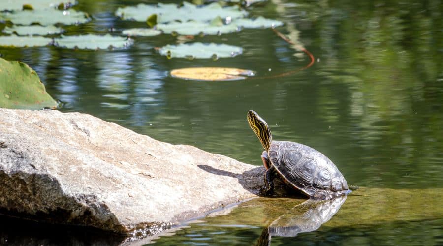 How to Build the Ultimate Outdoor Tortoise Habitat with a Gorgeous Pond ...