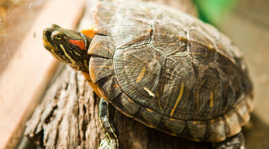 10-Step Formula to Successfully Breed Pet Turtles at Home! – The Turtle Hub