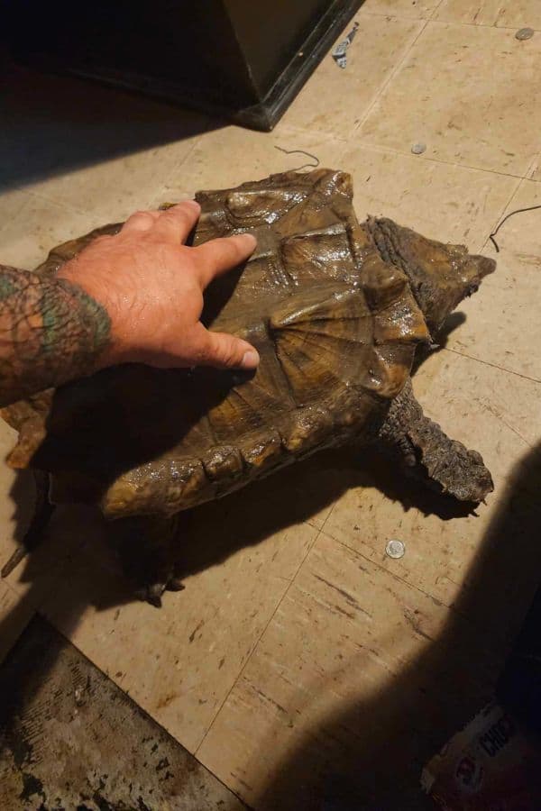 Can Turtles Transmit Diseases To Humans? [Health Risks] – The Turtle Hub