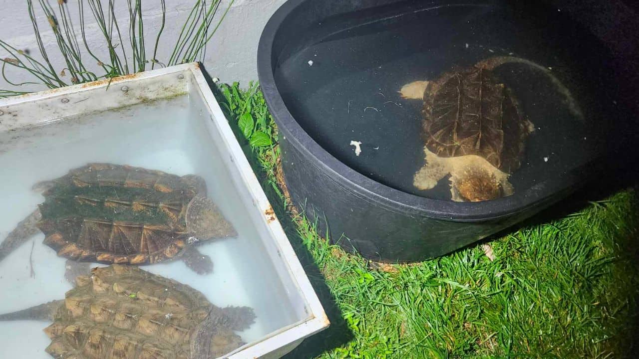 How To Setup An Outdoor Kiddie Pool Turtle Pond? – The Turtle Hub