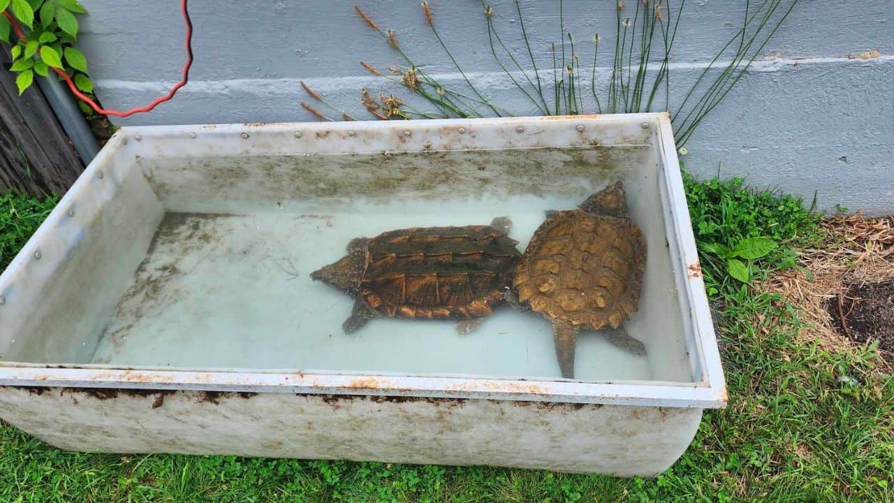 How To Transport Turtles In Cold Weather? [Take Precautions] – The ...
