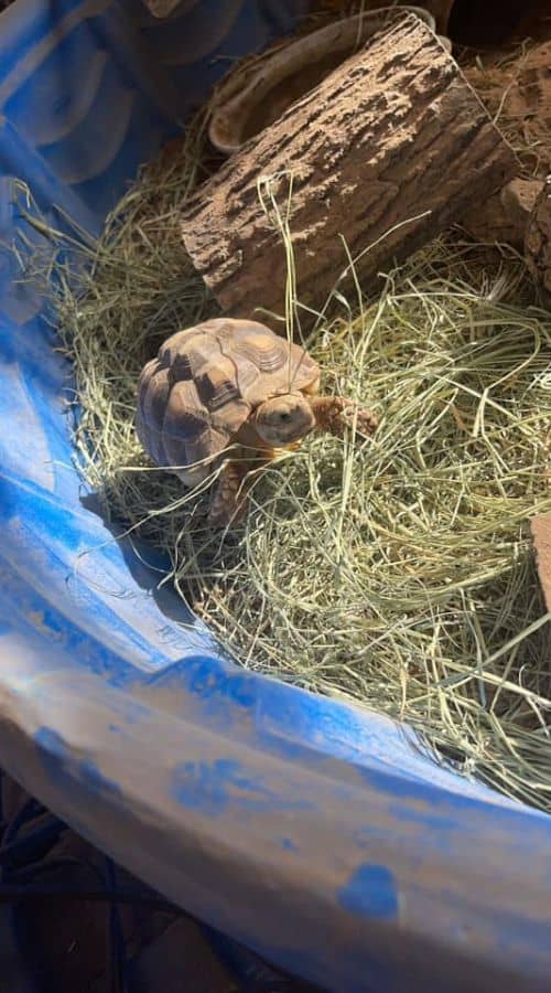 Baby Tortoise Diet & Feeding Guide For Beginners – The Turtle Hub