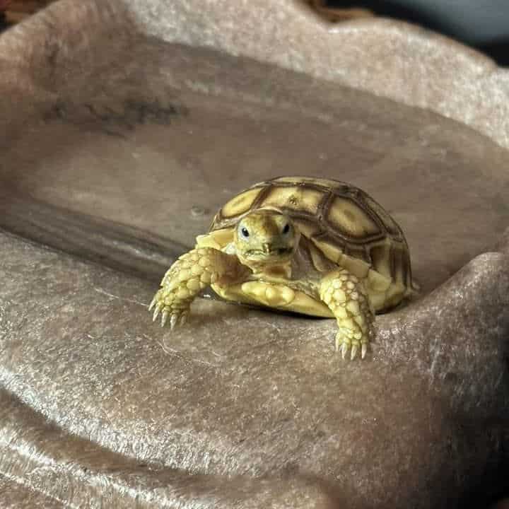 8 Fascinating Turtle Behaviors Explained: Understanding Your Pet Better ...