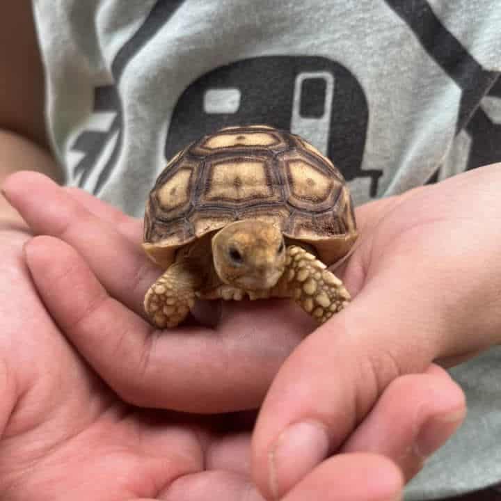 The Startling Tortoise Behavior You Should Never Ignore – The Turtle Hub