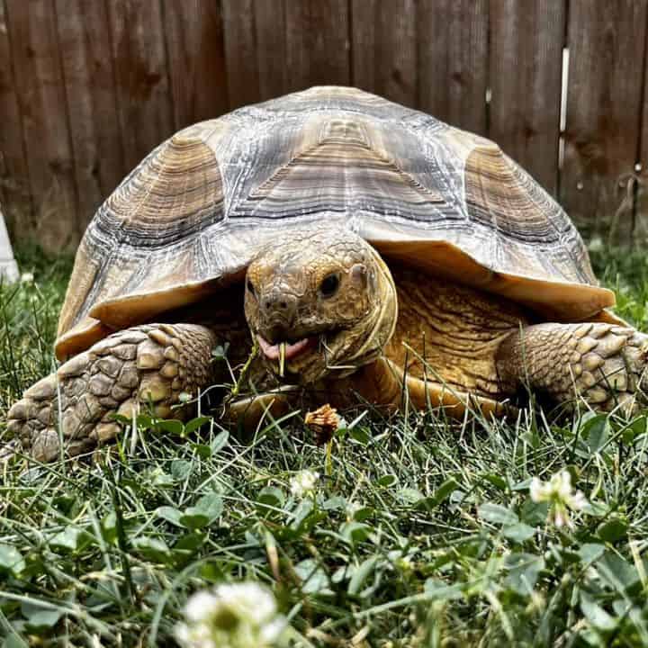 Sulcata Tortoise Growth Rate: How Fast They Grow? – The Turtle Hub