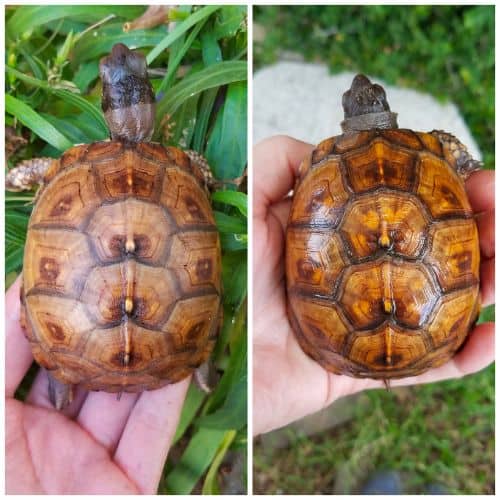 How to Build the Perfect Indoor Home for Your Box Turtle (Step-by-Step ...