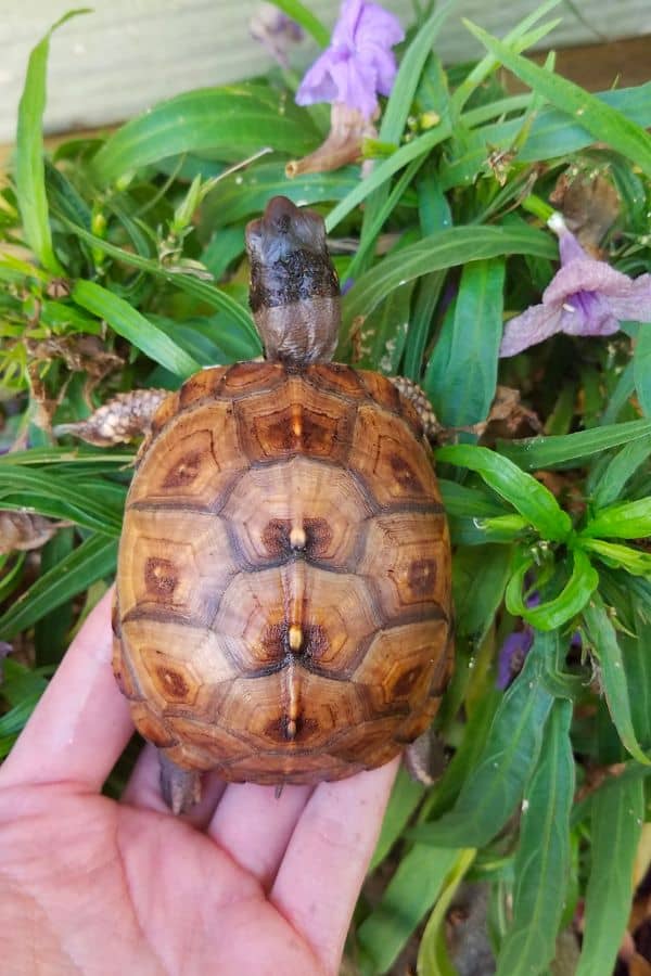 Box Turtle Lighting 101: The One Guide Every Owner Needs – The Turtle Hub