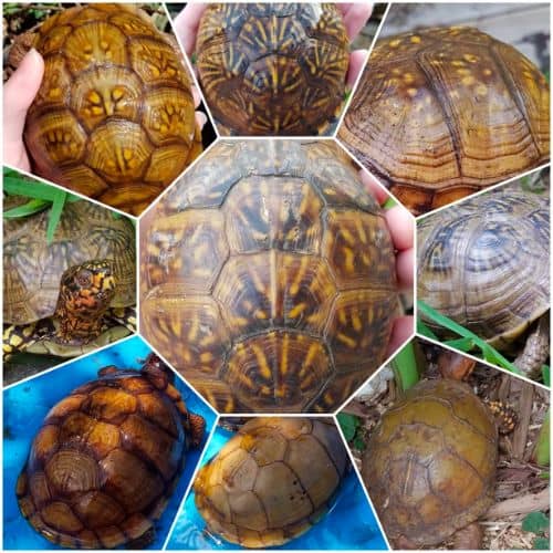 Turtle Shell Rot Vs Shedding: How To Differentiate Them? – The Turtle Hub