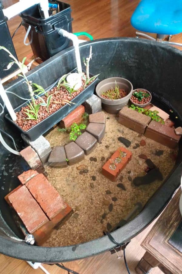 10 Creative Enrichment Ideas for Your Pet Turtle: Keeping Them Active ...