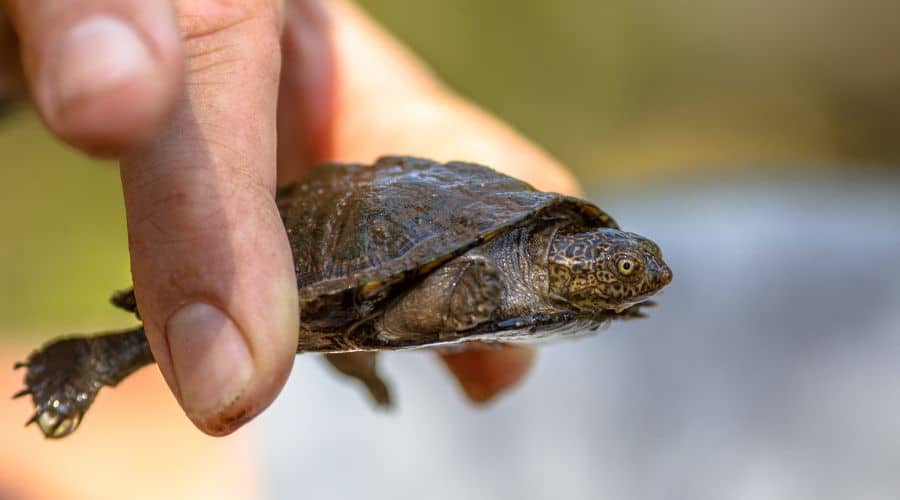 15 Turtle Species That Are Perfect For Outdoor Pond – The Turtle Hub