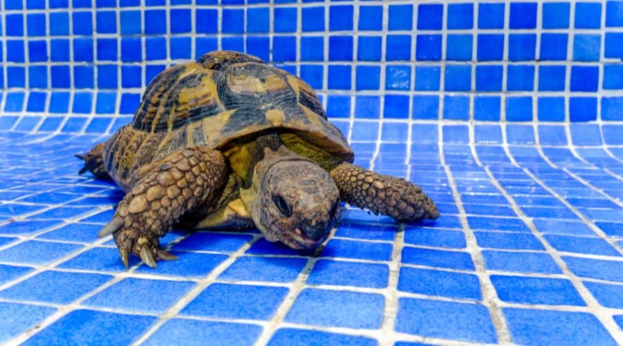 Can Wild Turtles Live In Outdoor Swimming Pool? – The Turtle Hub