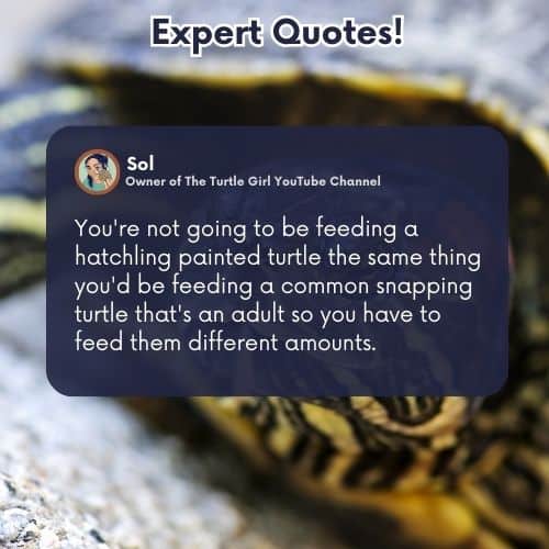 8 Fascinating Turtle Behaviors Explained: Understanding Your Pet Better ...