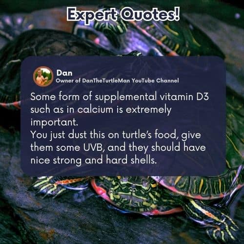 8 small pet turtles that can fit inside your pocket! – The Turtle Hub