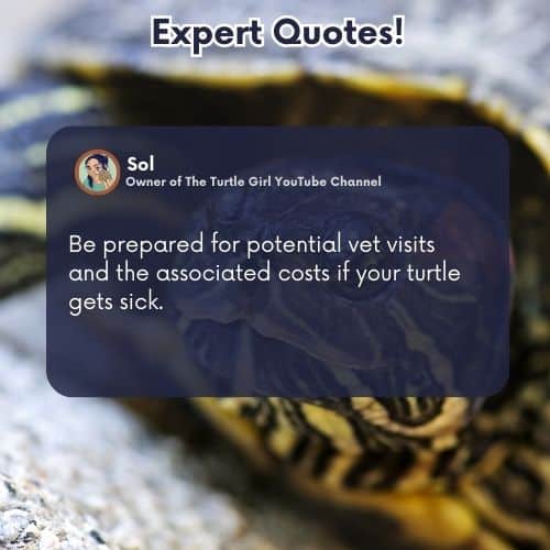 Turtle Swollen Eyes? Try These Home Remedies! – The Turtle Hub