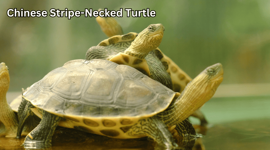 42 Prominent Turtle Species Of The World You’ve Probably Never Heard Of ...