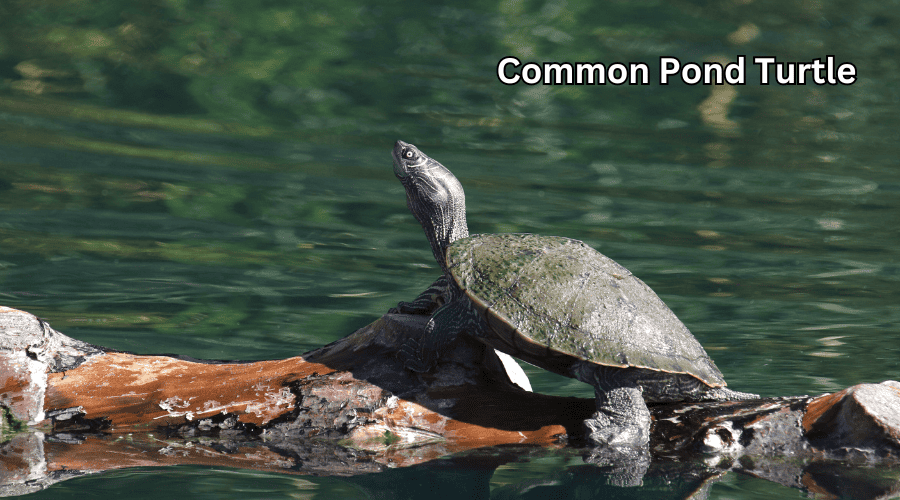 42 Prominent Turtle Species Of The World You’ve Probably Never Heard Of ...