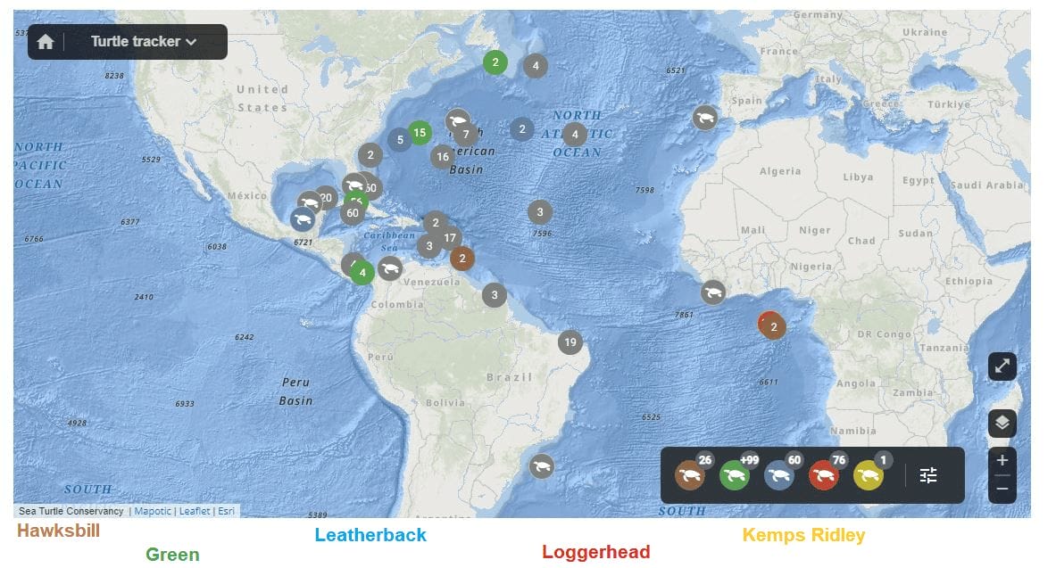 How Much Does It Cost To Track A Sea Turtle? – The Turtle Hub