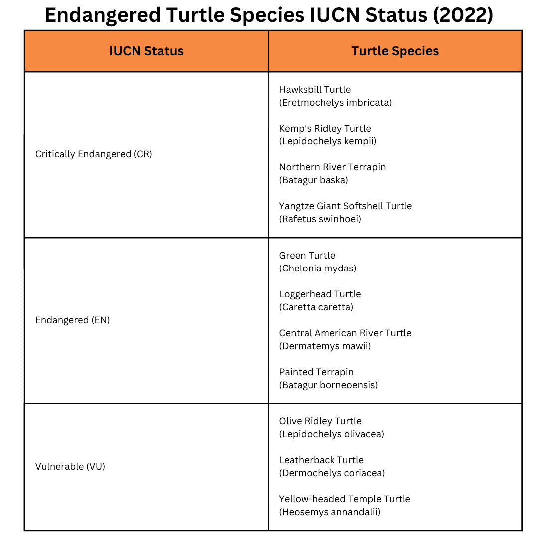 42 Prominent Turtle Species Of The World You’ve Probably Never Heard Of ...