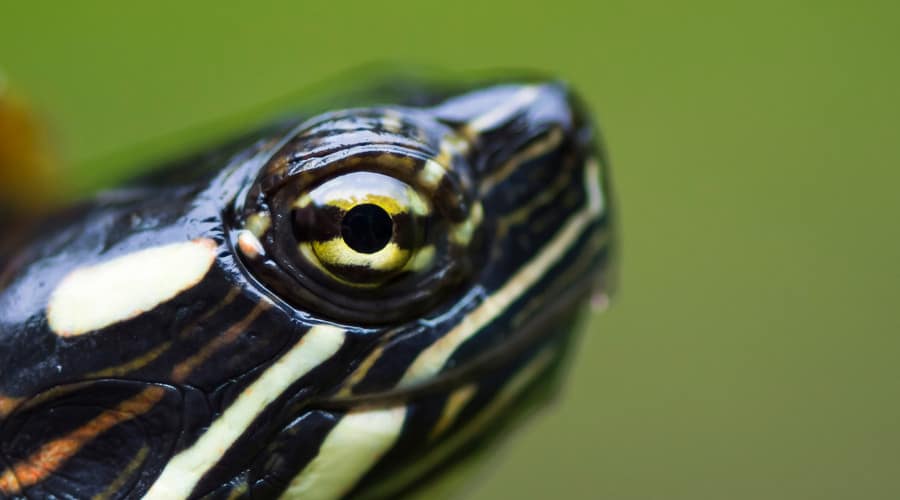 Turtle Swollen Eyes? Try These Home Remedies! – The Turtle Hub