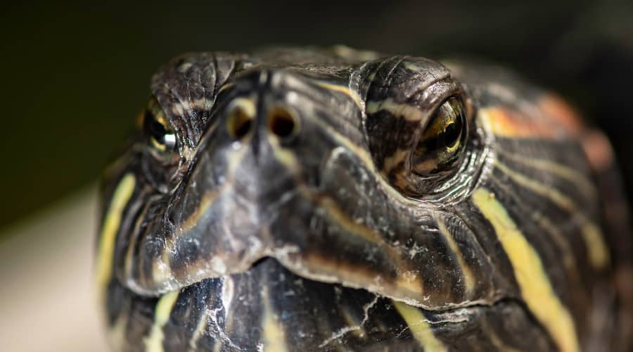 Turtle Swollen Eyes? Try These Home Remedies! – The Turtle Hub