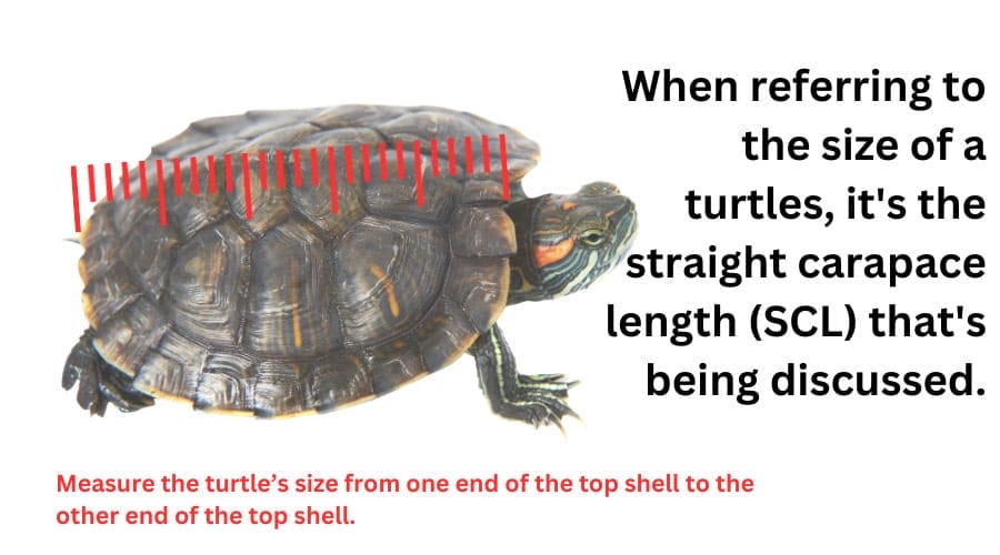 Determining a Turtle’s Age [Calculator] – The Turtle Hub
